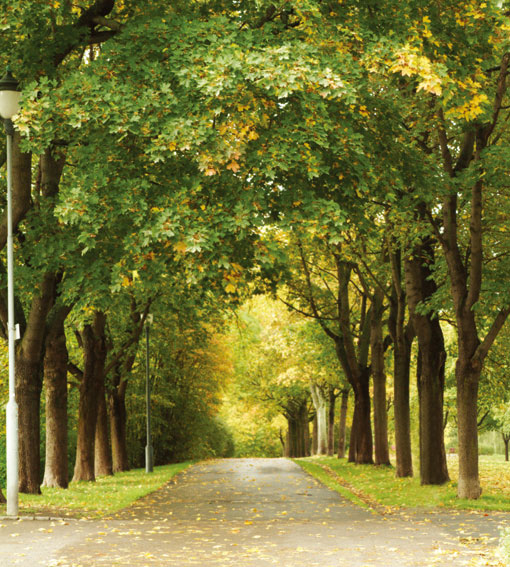 5x7ft Scenic Backgrounds Photography Backdrops Photo Studio Photo ...