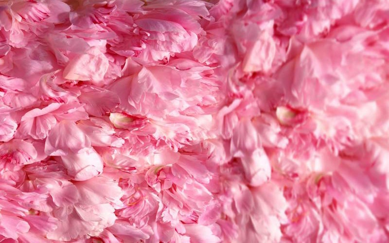 Pink Flowers Backgrounds Photo Studio 5feet-3feet Backdrops Photography ...